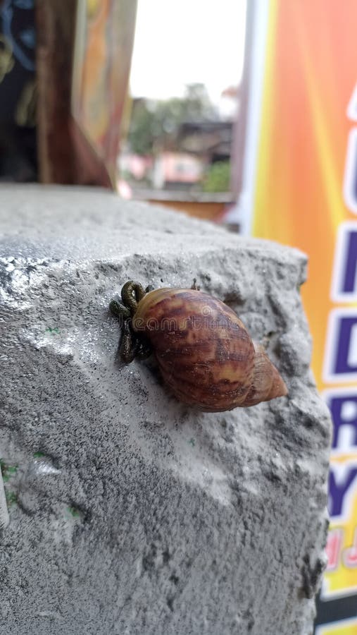 A Snail Hiding in Its Shell Stock Image - Image of snail, gastropod ...
