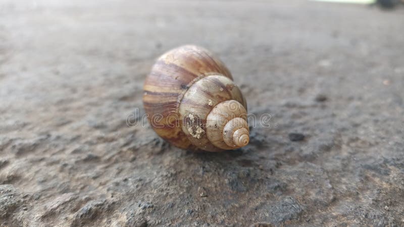 A Snail Hiding in Its Shell Stock Photo - Image of wildlife, sand ...