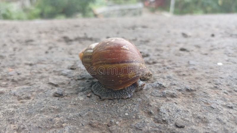 A Snail Hiding in Its Shell Stock Photo - Image of wildlife, shell ...