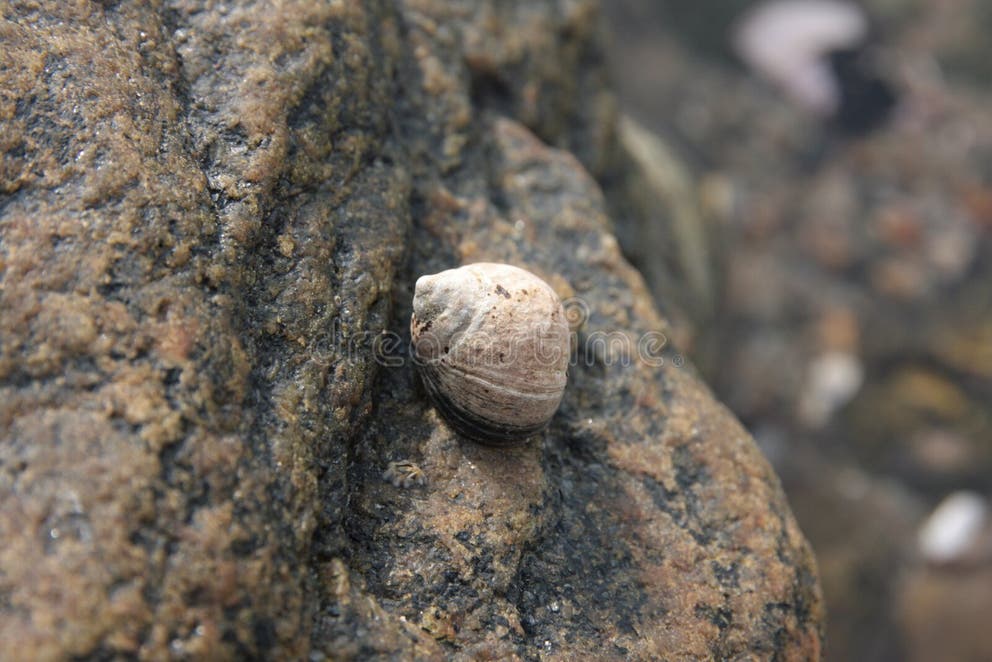Snail hiding in its shell stock photo. Image of mollusca - 229264514