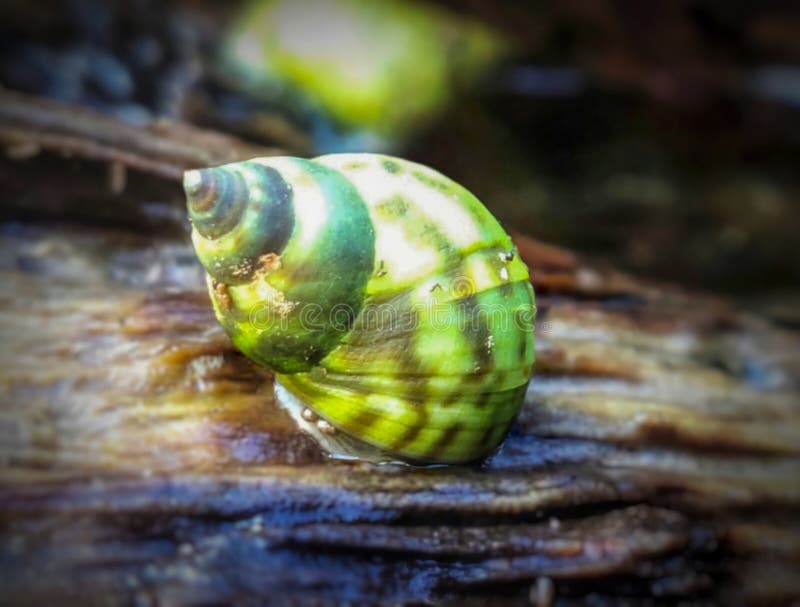 CLOSE-UP of SNAIL SHELL on ROTTEN WOOD Stock Image - Image of shell ...