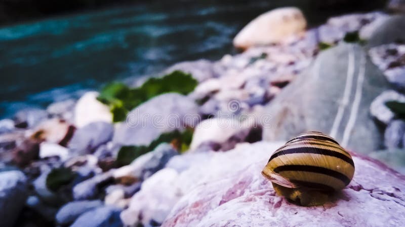 Snail hiding from people stock photo. Image of snail - 154540918
