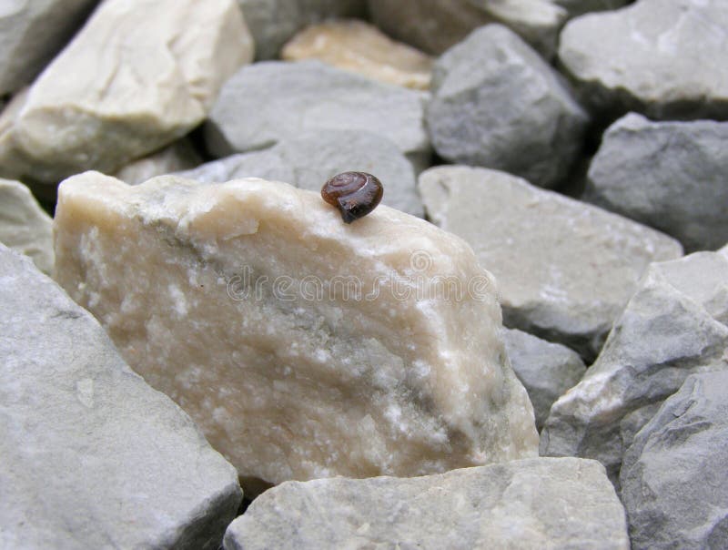 Snail hiding in a shell stock image. Image of wildlife - 75974337
