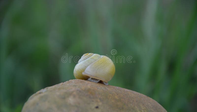 Snail hiding in shell stock image. Image of june, life - 32081663