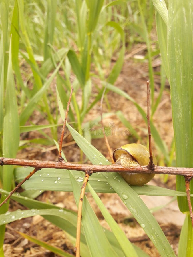 Snail Hiding in the Tall Grass Stock Image - Image of tree, tiny: 254585363