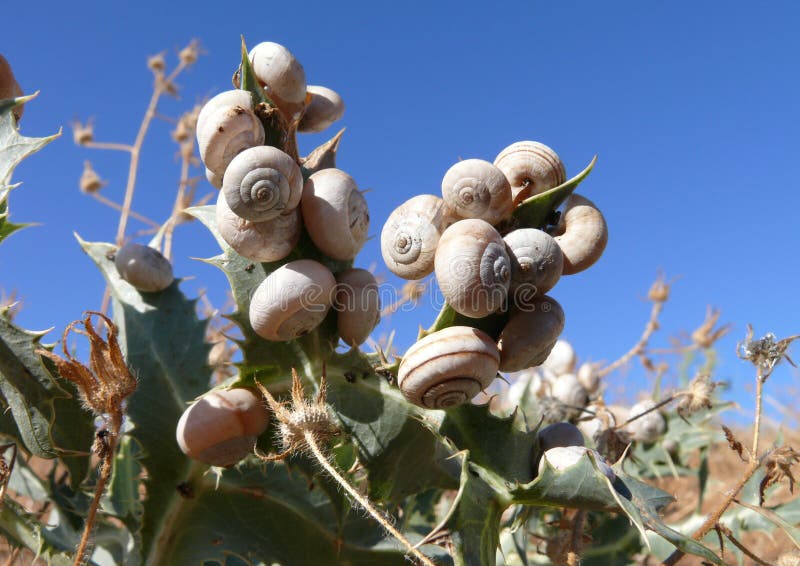 Snails Clustered on Thorny Plant in Arid Landscape Stock Image - Image ...