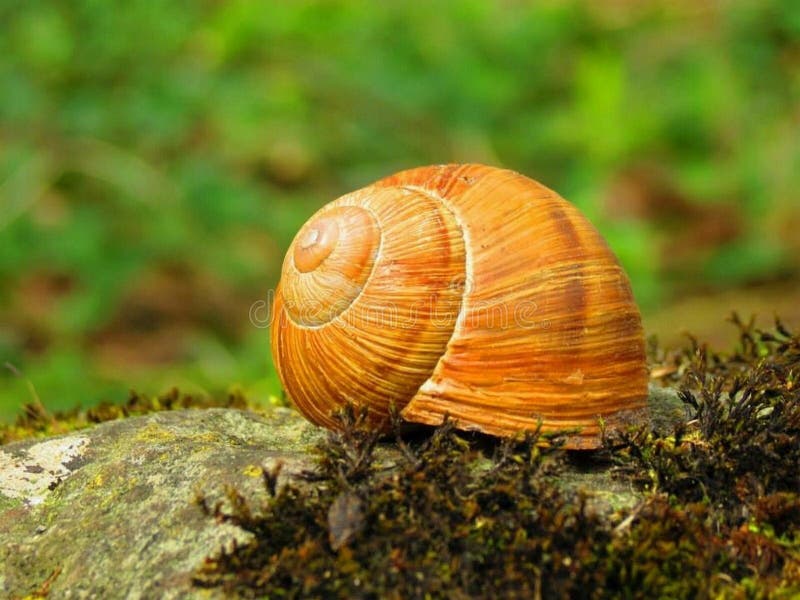 Snail stock photo. Image of real, beautiful, nature, snail - 87021738