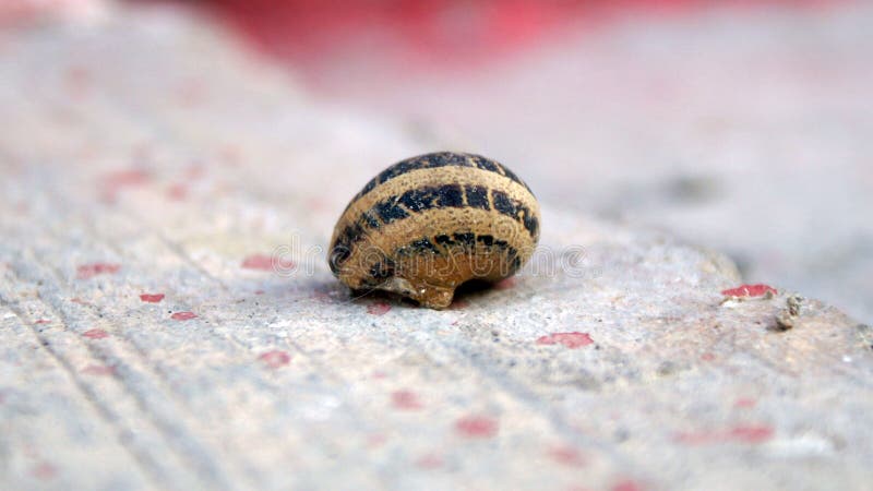 Snail in His Shell Left Side Stock Image - Image of snail, close: 181834527