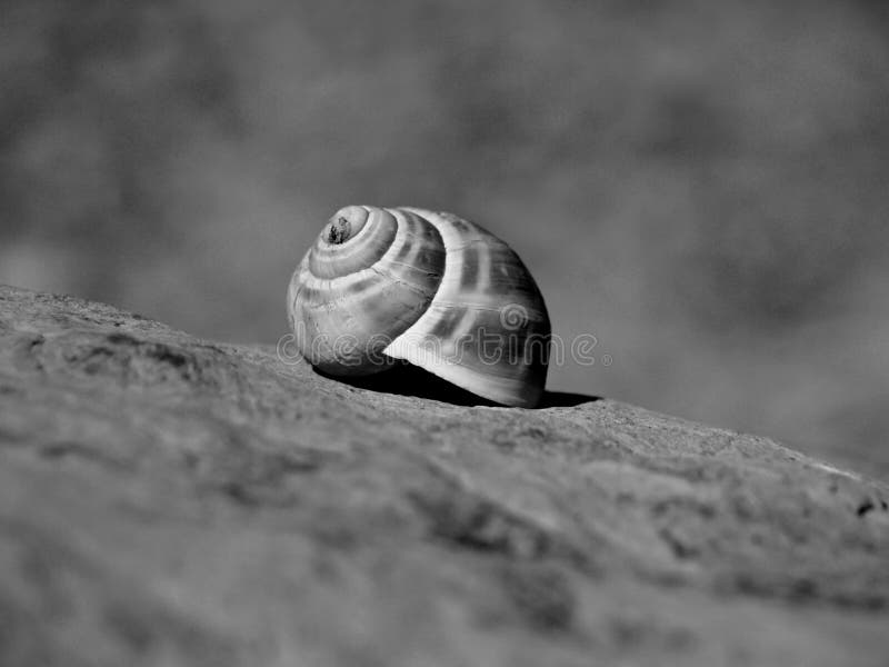 Snail home stock photo. Image of empty, shelter, monochrome - 20886434