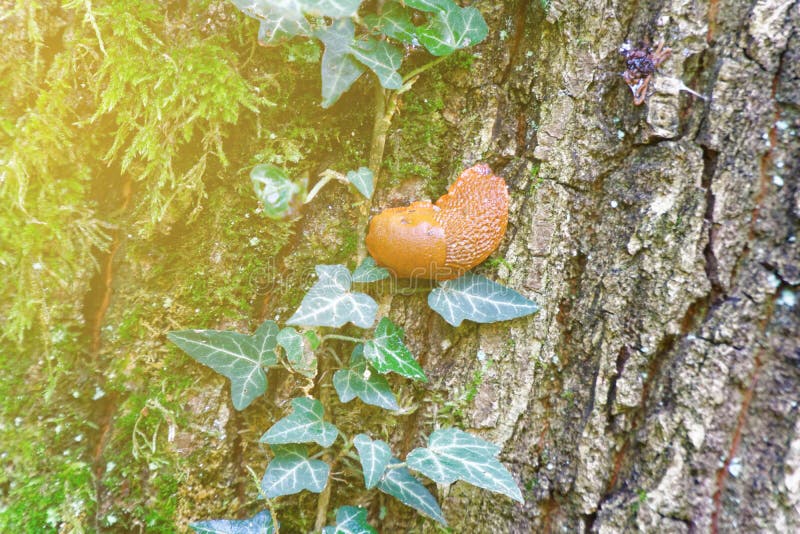 Homeless Snail Icon Stock Photos - Free & Royalty-Free Stock Photos ...