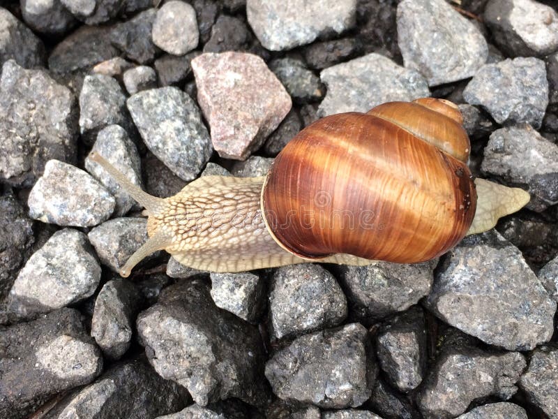 Snail with Horns and Brown Spiral Shell Looking Forward Top View Stock ...