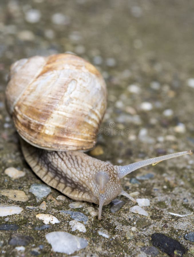 Snail with horns stock image. Image of invertebrate, slow - 73267499