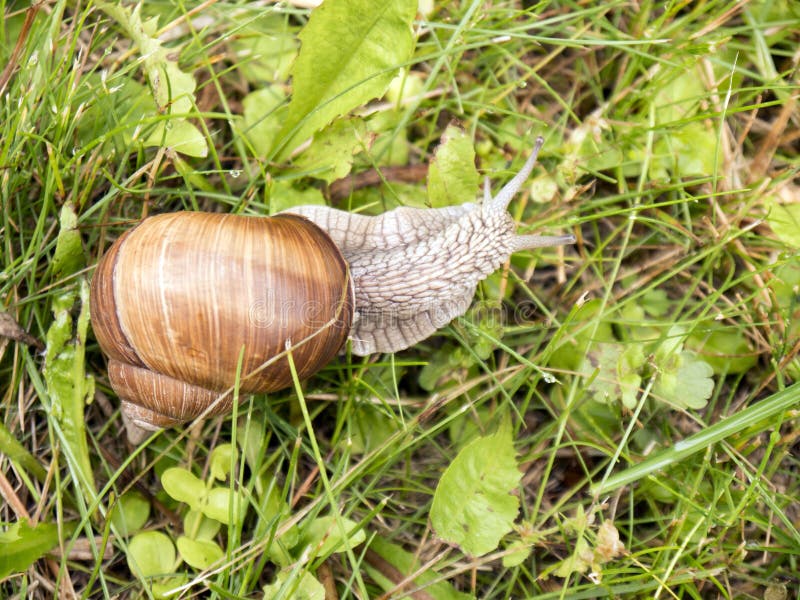 Snail with Horns and Shell on Grass Top View Stock Image - Image of ...