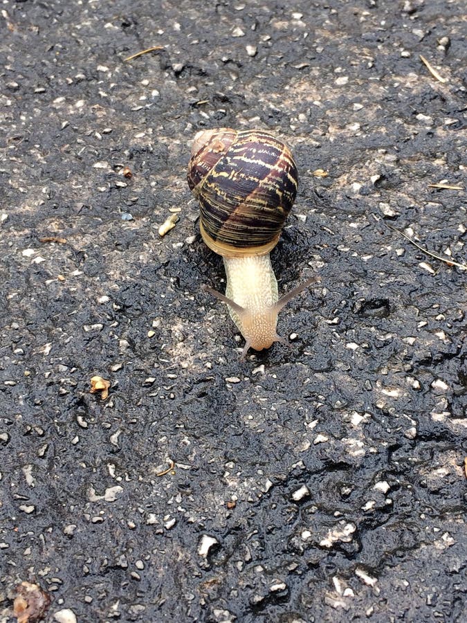 Snail Front View Helix Pomatia Or Land Snail Isolated On White Stock ...