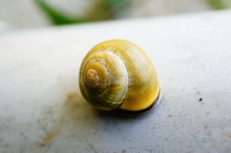 Snail house stock image. Image of slug, house, schnecken - 44594417