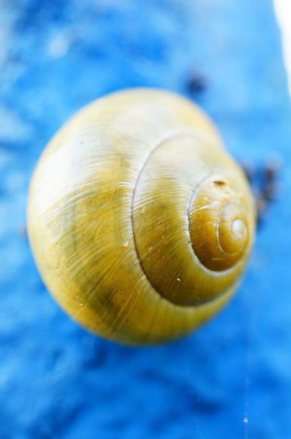 Snail house stock image. Image of slug, house, schnecken - 44594417