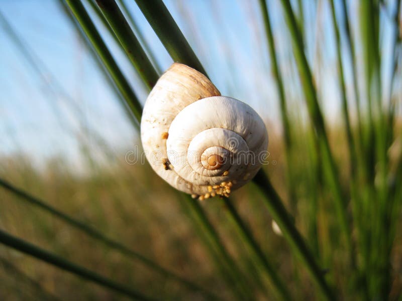 Snail house (1) stock photo. Image of blue, snail, grass - 30040240