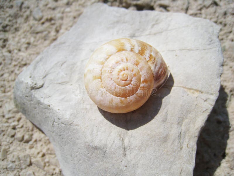 Snail House on the Beach (9) Stock Image - Image of shell, oceanside ...