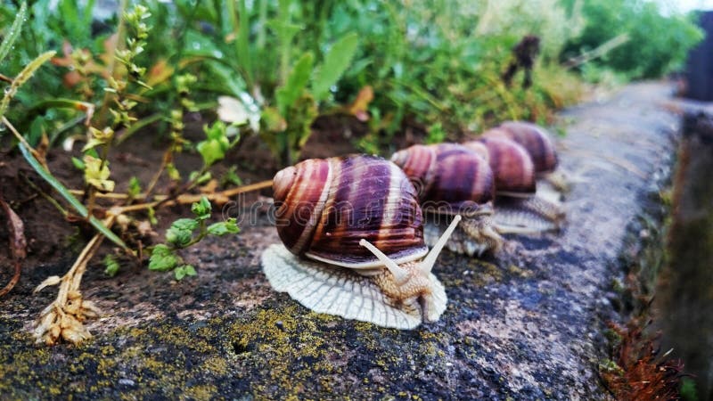 Snail stock photo. Image of shell, nature, snail, house - 54436498