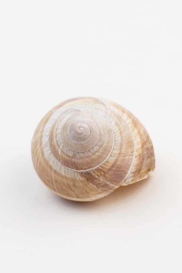 Big sea snail shell stock image. Image of invertebrate - 3303329