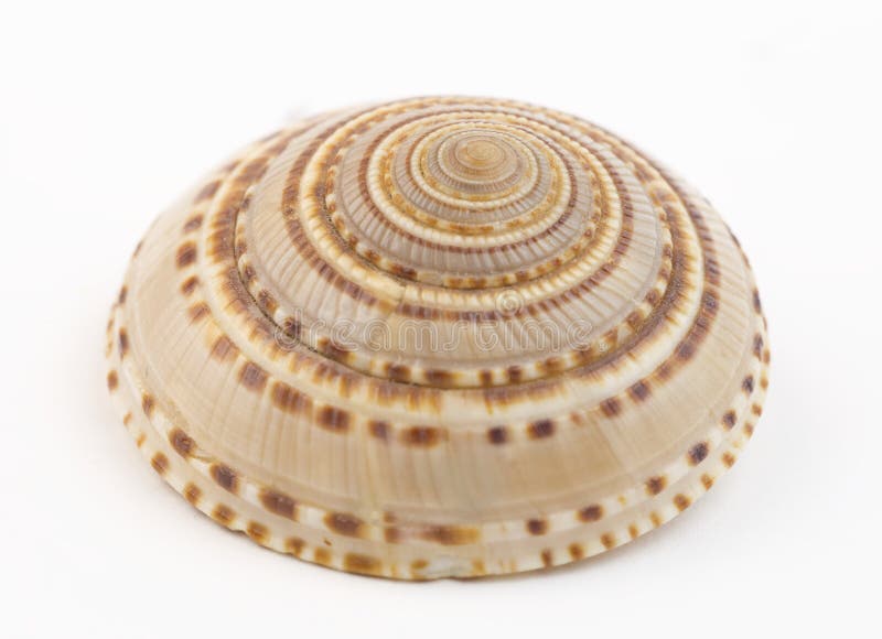 Snail house stock photo. Image of animal, brown, isolated - 35805142