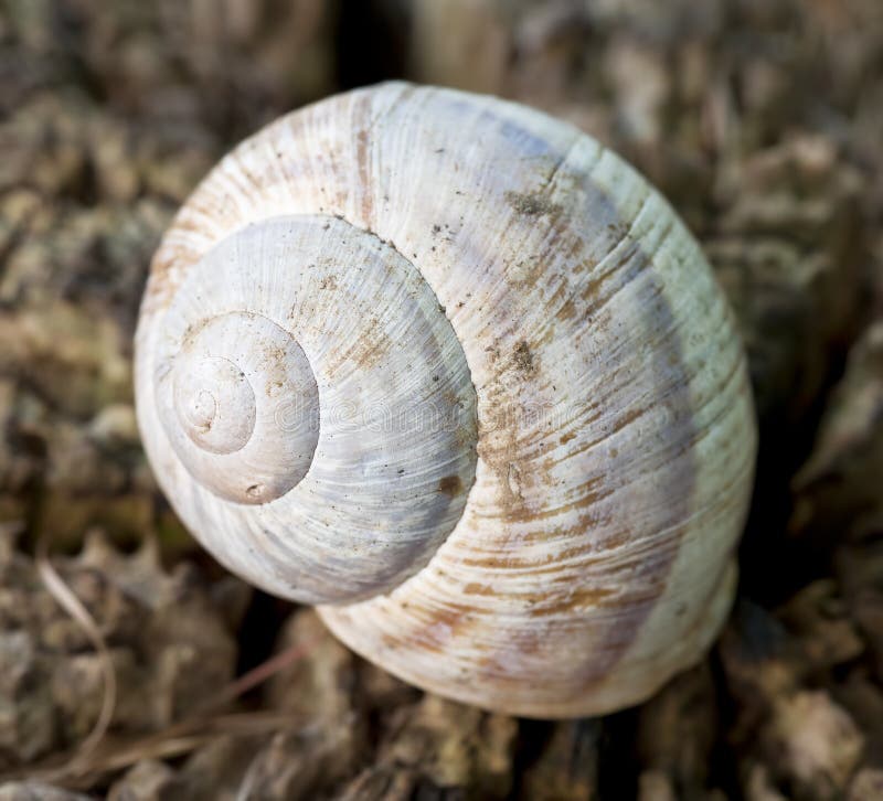 Snail house stock photo. Image of animal, brown, isolated - 35805142