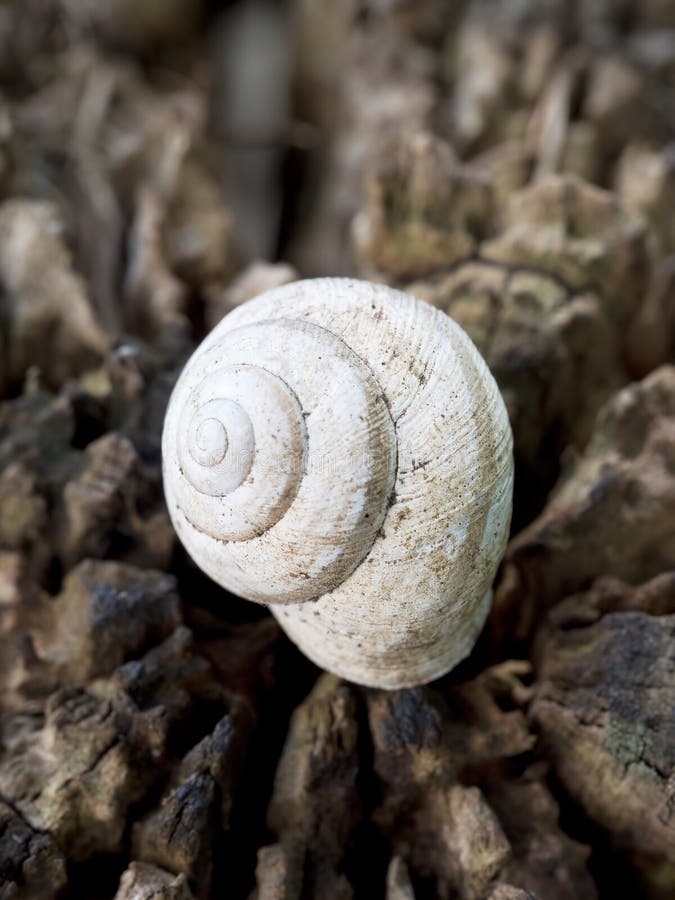 Snail house stock photo. Image of animal, brown, isolated - 35805142