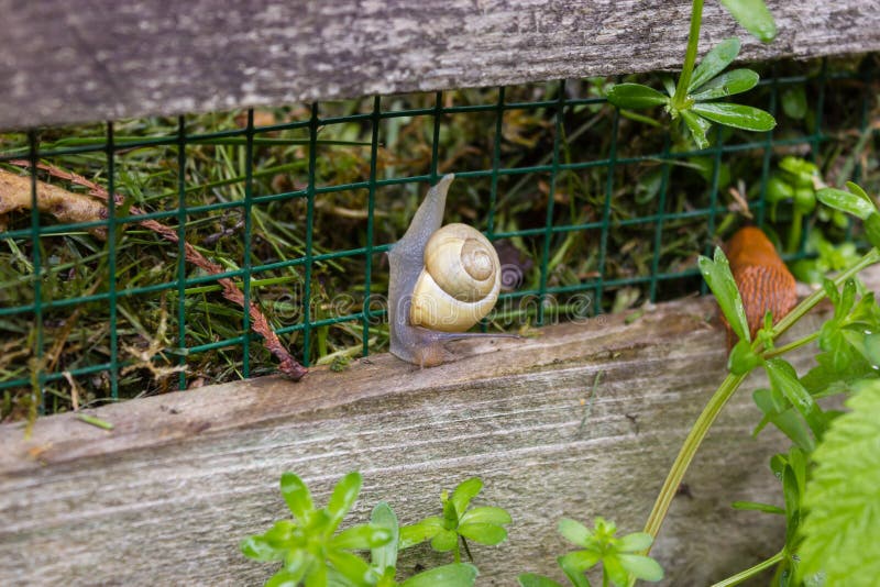 A Snail with House on the Compost Stock Photo - Image of flexible, life ...