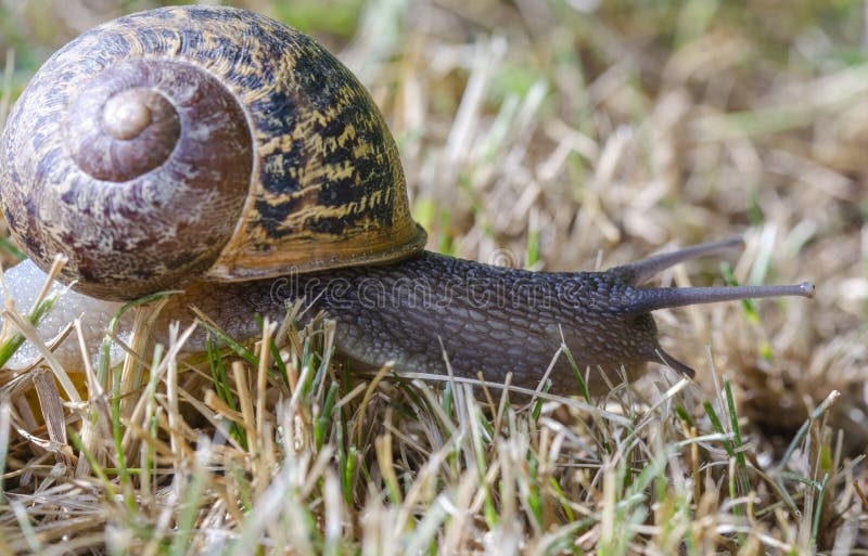 Snail with a House in the Grass Stock Photo - Image of macro, slug ...