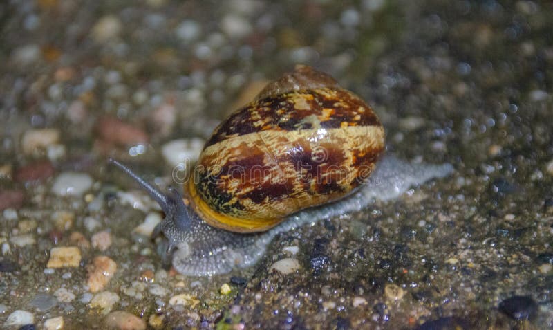 Snail with a House in the Grass Stock Image - Image of fish, closeup ...
