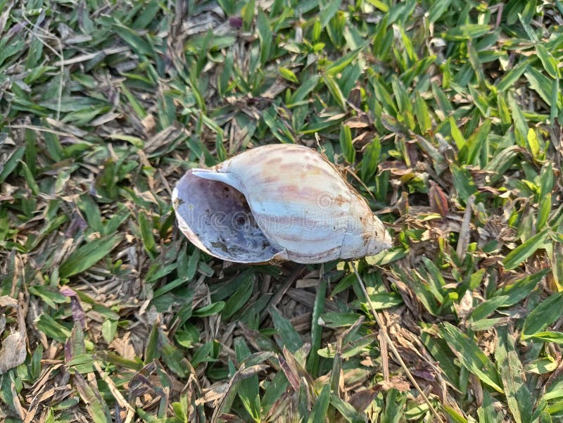 The Snail House is Located on the Grass in a Plantation with a Tropical ...