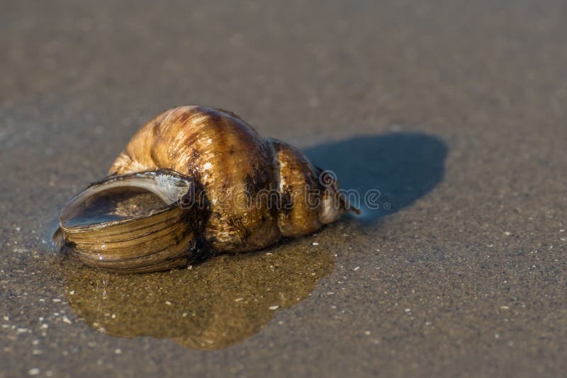 Snail House Reflected on the Wet Sand Stock Photo - Image of beach ...