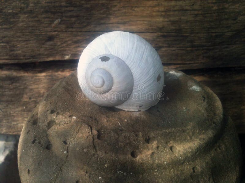 Snail house stock image. Image of detail, marine, artistic - 37972885
