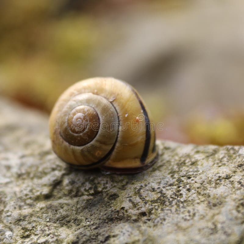 Snail house stock photo. Image of animal, house, nature - 115317278