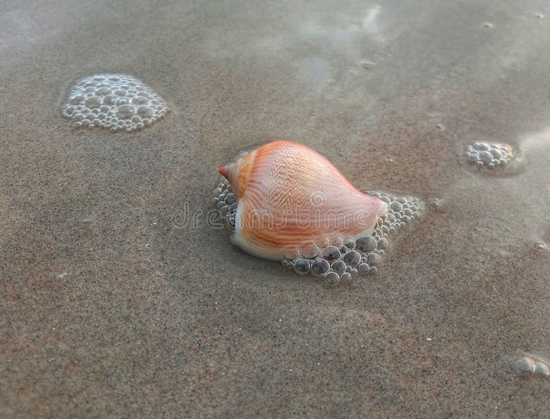 Snail House with a Unique Shape and Beautiful Col Stock Photo - Image ...