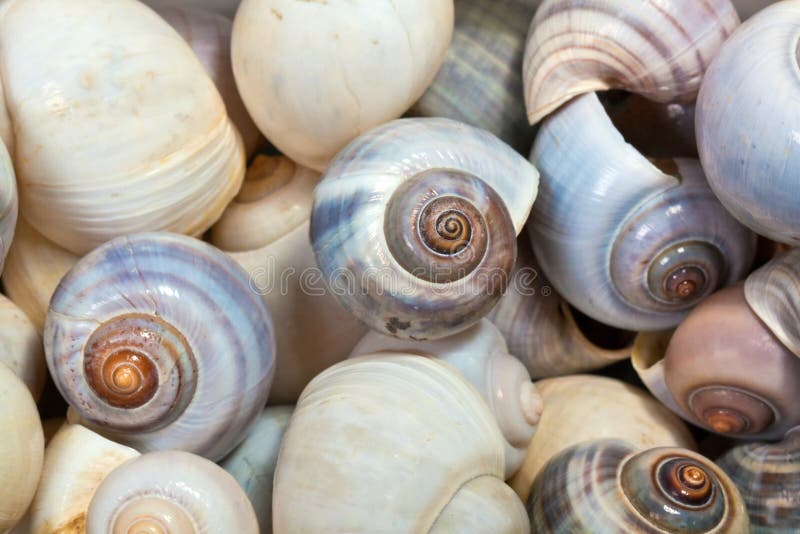 Snail housing stock image. Image of detail, ocean, macro - 15987187