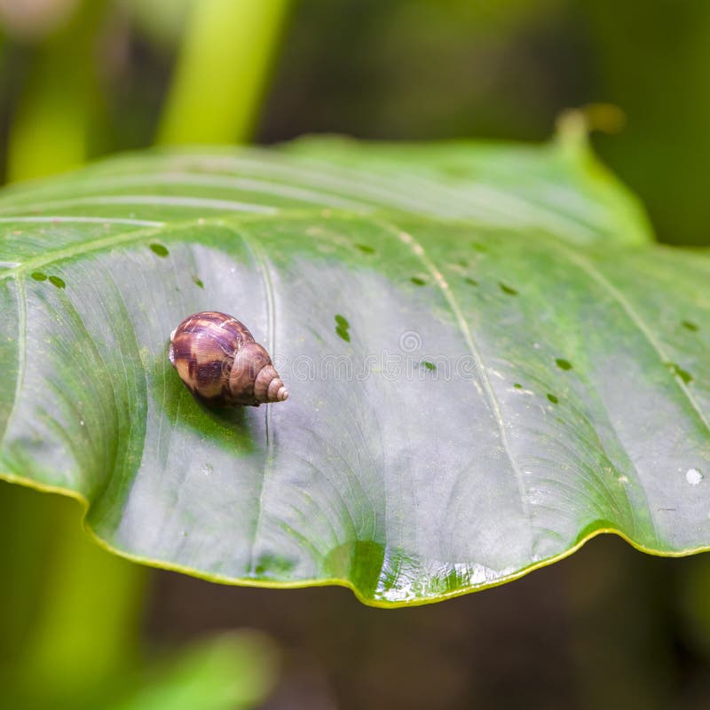Jungle Snail Hanging On The Green Leaf To Get Some Sun Stock Image ...