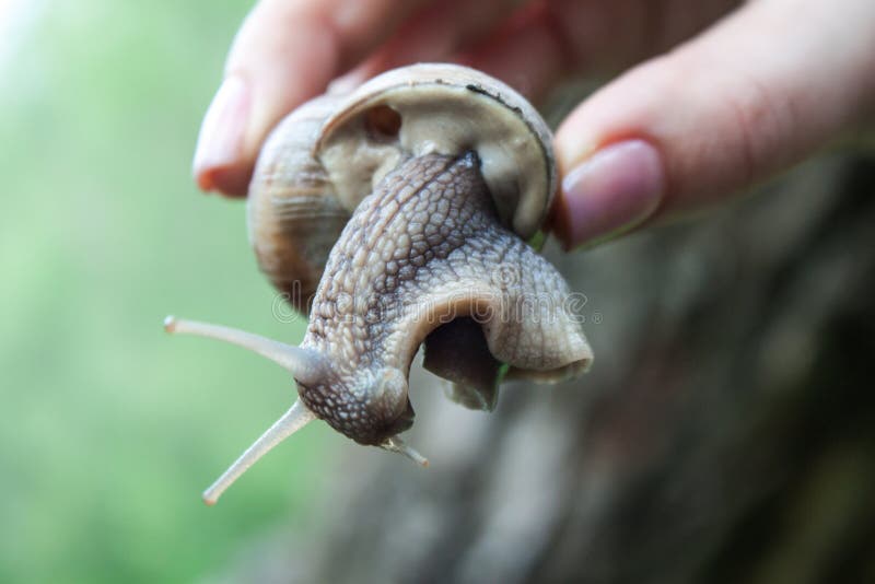 Snail on human hand stock image. Image of snail, nature - 106945245