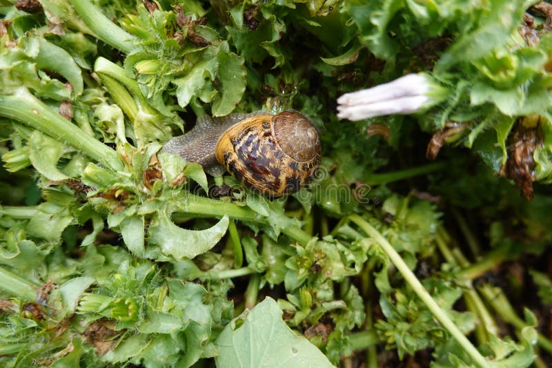 Snail Infestation Eating Leafy Vegetable Garden Crops Stock Photo ...