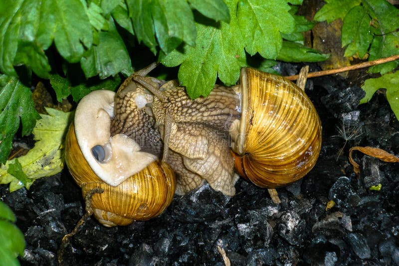 Snail insects stock photo. Image of french, food, look - 79798120