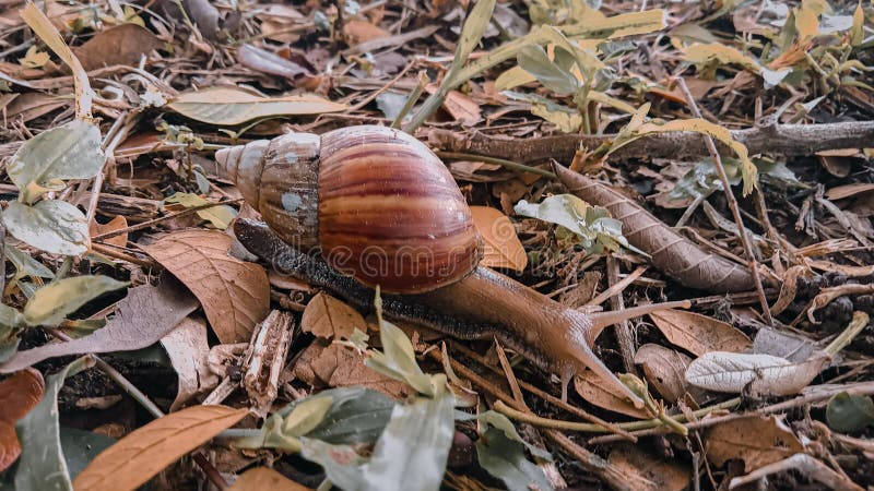 A Snail with an Interesting Pattern and Aesthetic Color Stock Image ...