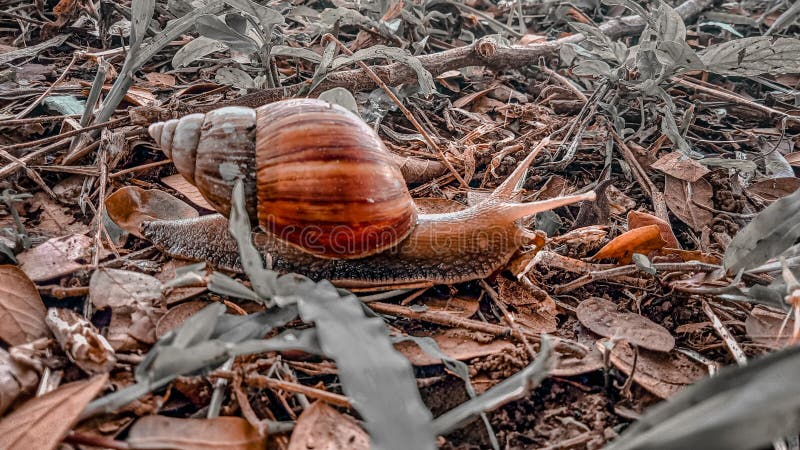 A Snail with an Interesting Pattern and Aesthetic Color Stock Photo ...