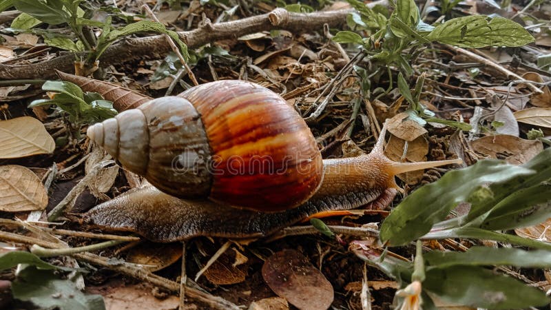 A Snail with an Interesting Pattern and Aesthetic Color Stock Image ...