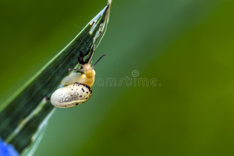 Iris Luck Stock Photos - Free & Royalty-Free Stock Photos from Dreamstime