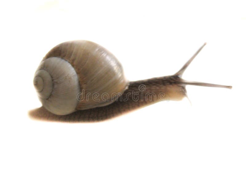 Snail Isolated Image on a White Background Stock Image - Image of ...