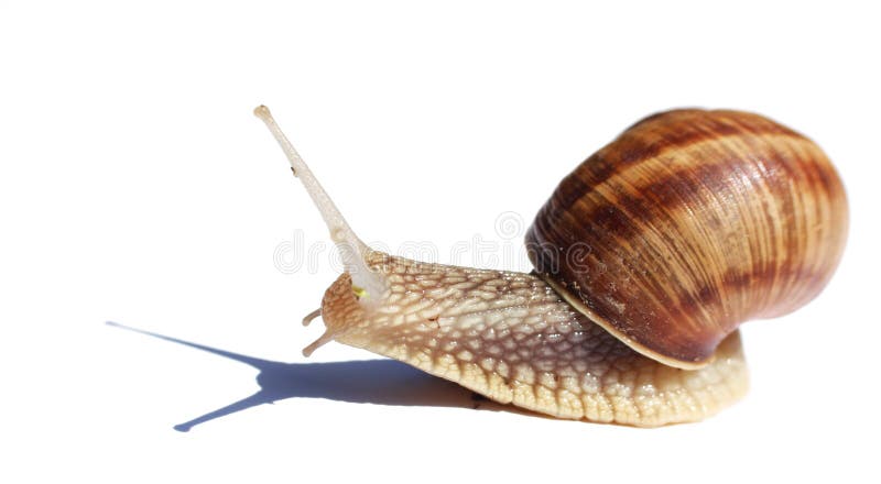 Snail Isolated On White Picture. Image: 5633241