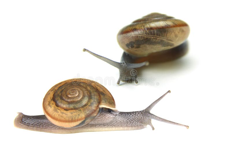 Snail stock photo. Image of isolated, ideas, small, backgrounds - 32534768