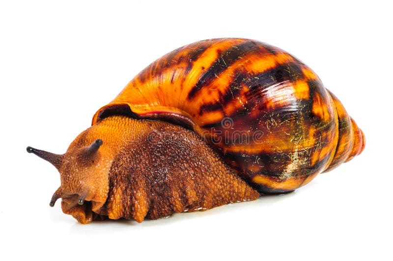 Snail Isolated on the White Background Stock Image - Image of objects ...