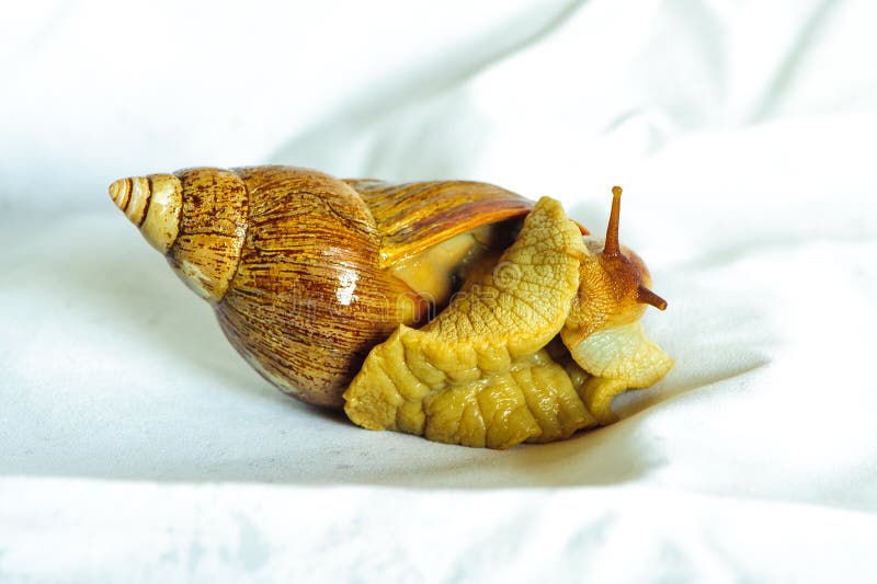 Snail Isolated on the White Background Stock Image - Image of ...