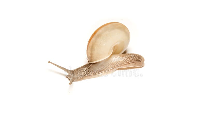 Snail Isolated on White, Shooting Animals at Close Range. Stock Photo ...